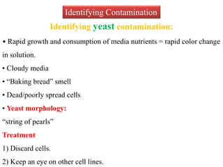 identifying cell culture problems lecture 7 | PPTX