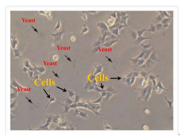 identifying cell culture problems lecture 7 | PPTX