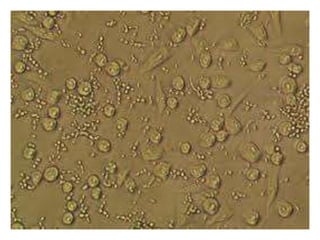 identifying cell culture problems lecture 7 | PPTX