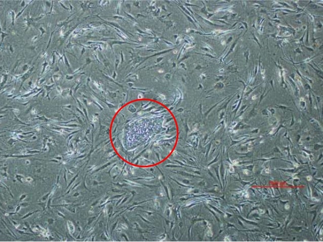 identifying cell culture problems lecture 7