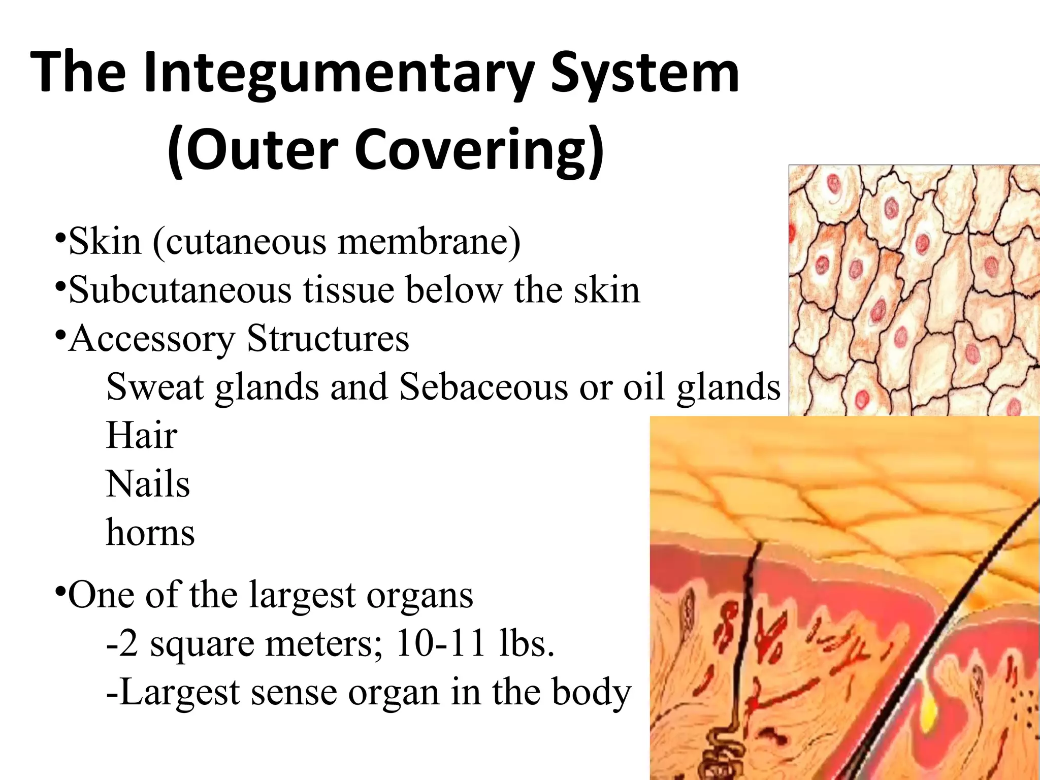 7. integumentary system | PPT
