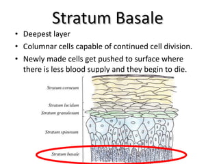 7. integumentary system | PPT