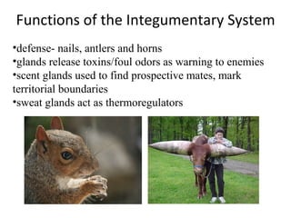 7. integumentary system | PPT