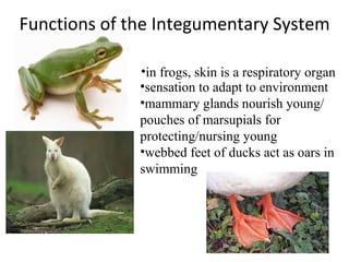 7. integumentary system | PPT