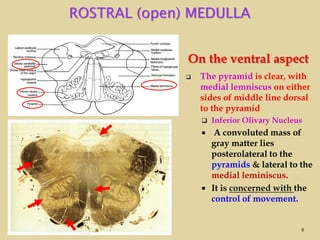 7-Internal Structures of Brainstem.pdfpp | PPT