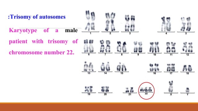 7- Karyotyping.ppt.pdf يركز على الجانب الطبي | PPT