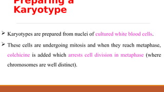 7- Karyotyping.ppt.pdf يركز على الجانب الطبي | PPT