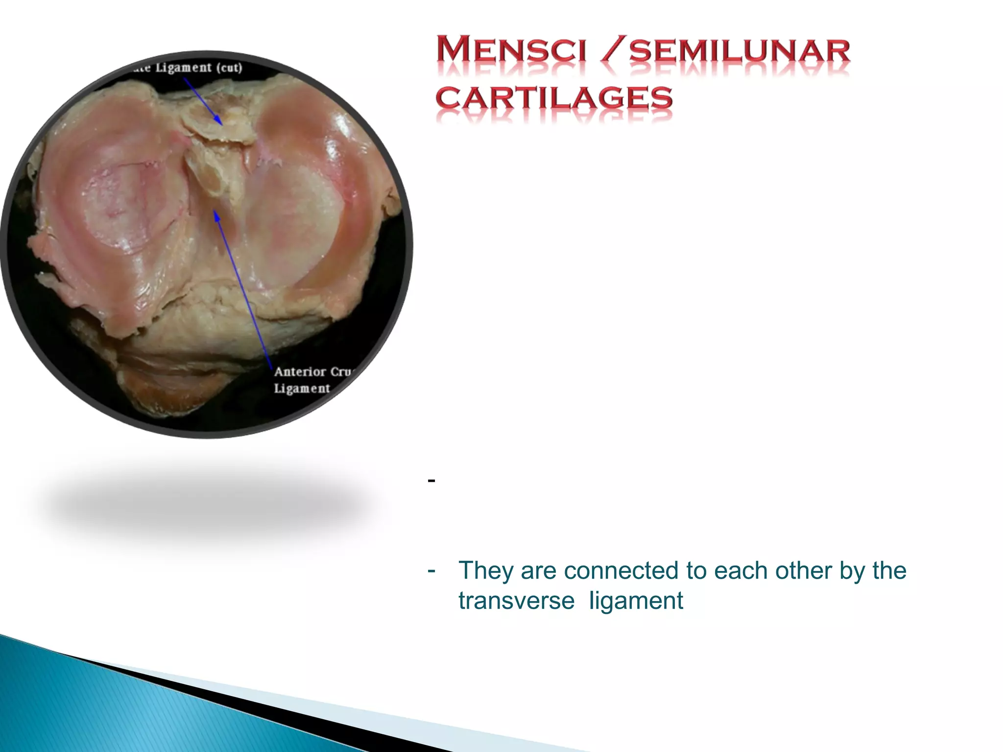 knee joint anatomy and clinical | PPT