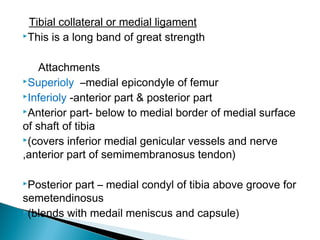 knee joint anatomy and clinical | PPT