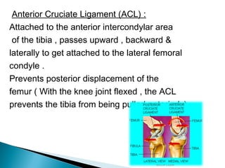 knee joint anatomy and clinical | PPT