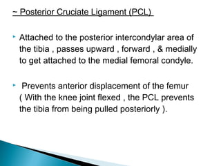 knee joint anatomy and clinical | PPT