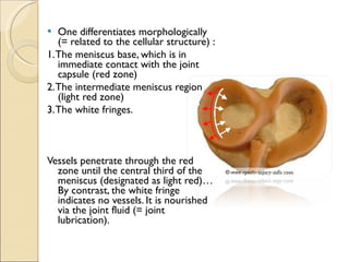 Knee Joint anatomy and Disorders | PPT