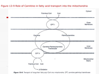 Lipid Metabolism synthesis and oxidation | PDF