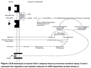 Lipid Metabolism synthesis and oxidation | PDF | Endocrine and ...