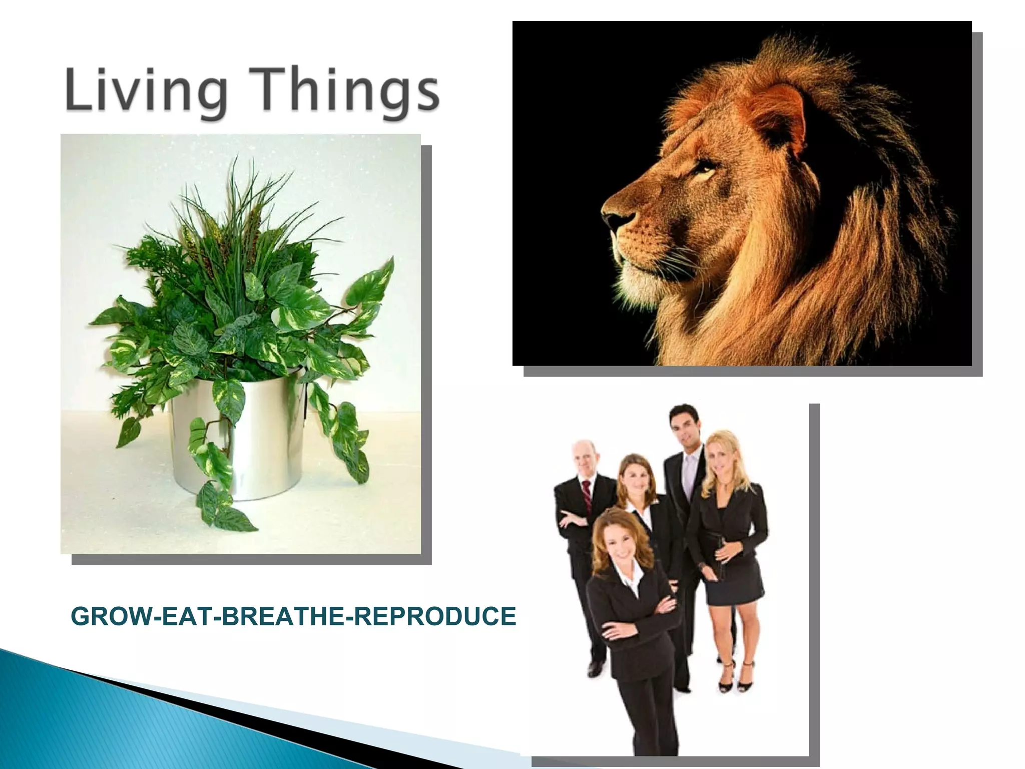 Living Things Nutrition And Kinds Of Food | PPT