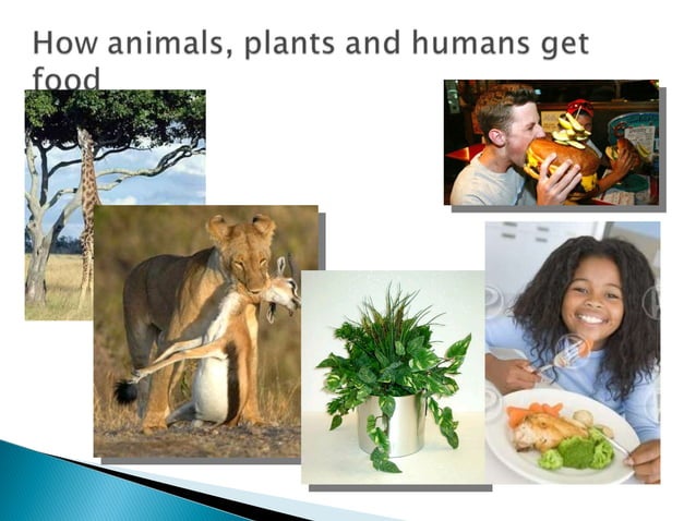 Living Things Nutrition And Kinds Of Food | PPT
