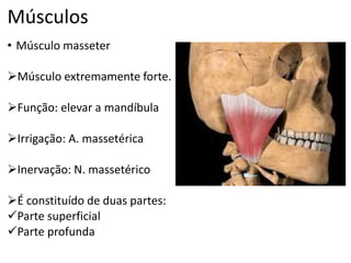 Fisiologia - músculos. Revisão de todos os músculos | PDF