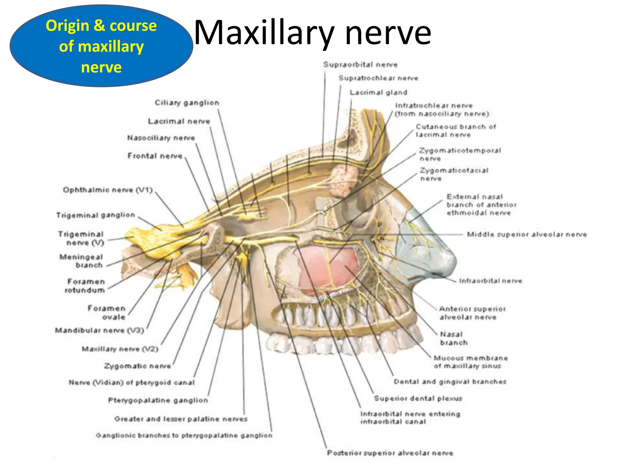 7-Maxillary mandibular nerves-Dr Walaa(1).pptx