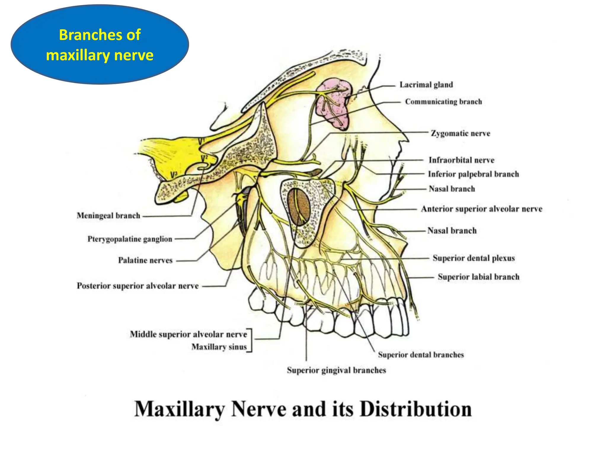 7-Maxillary mandibular nerves-Dr Walaa(1).pptx