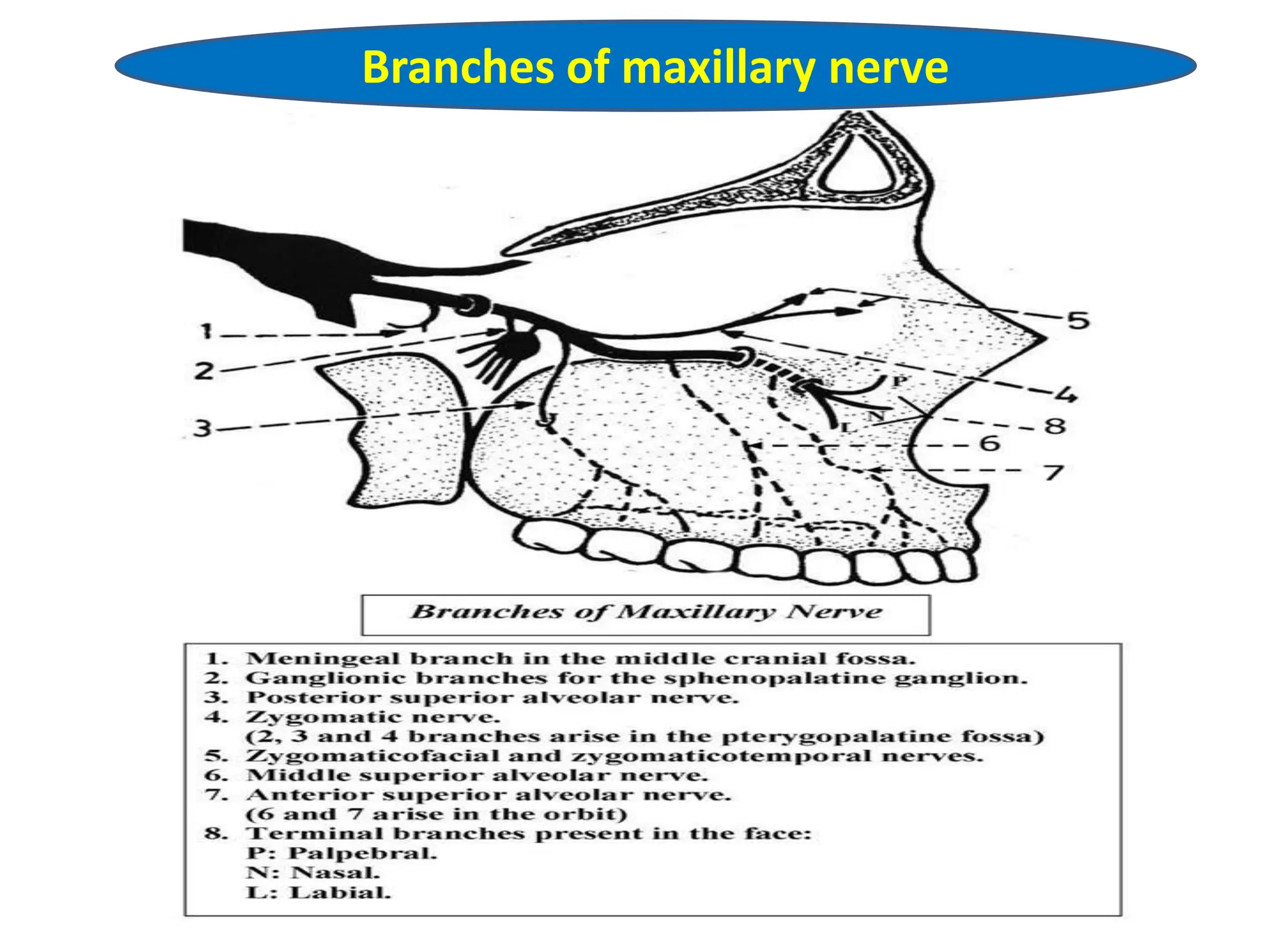 7-Maxillary mandibular nerves-Dr Walaa(1).pptx