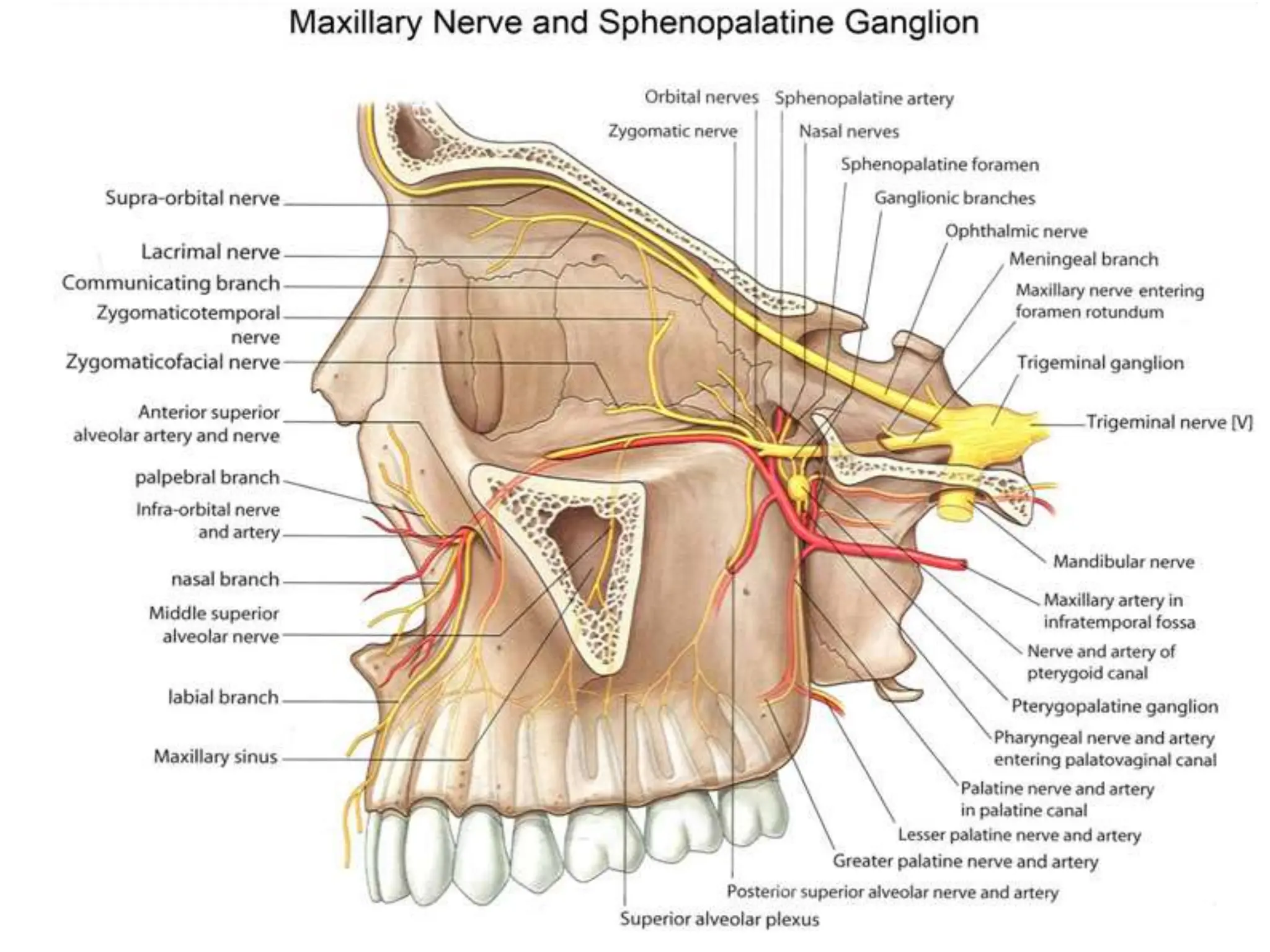 7-Maxillary mandibular nerves-Dr Walaa(1).pptx