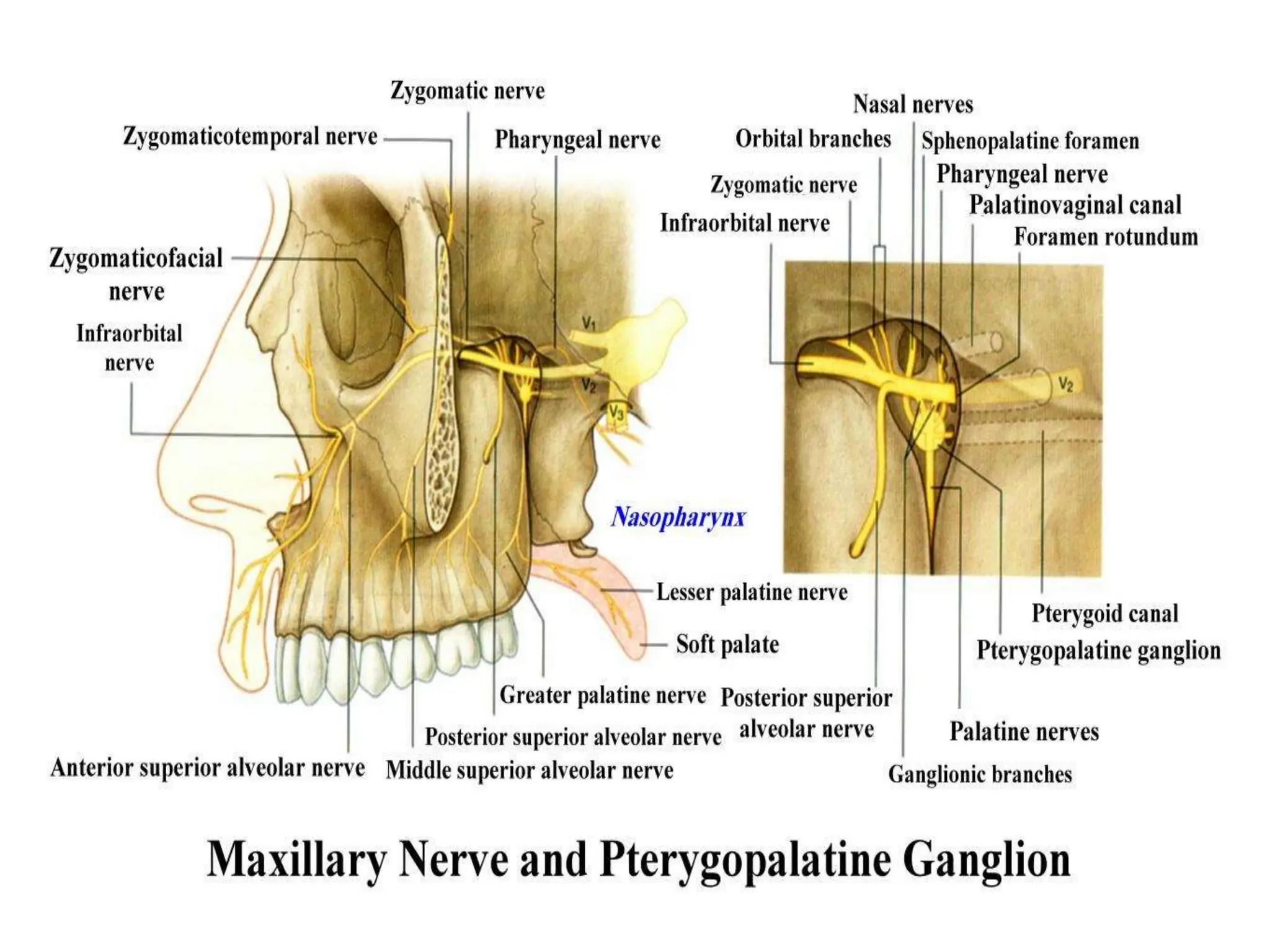 7-Maxillary mandibular nerves-Dr Walaa(1).pptx