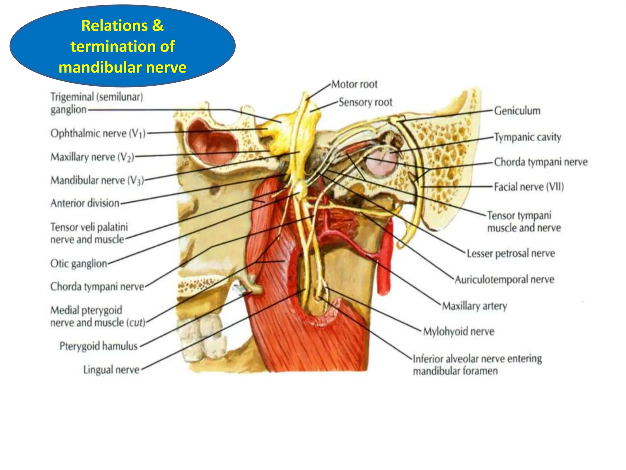 7-Maxillary mandibular nerves-Dr Walaa(1).pptx