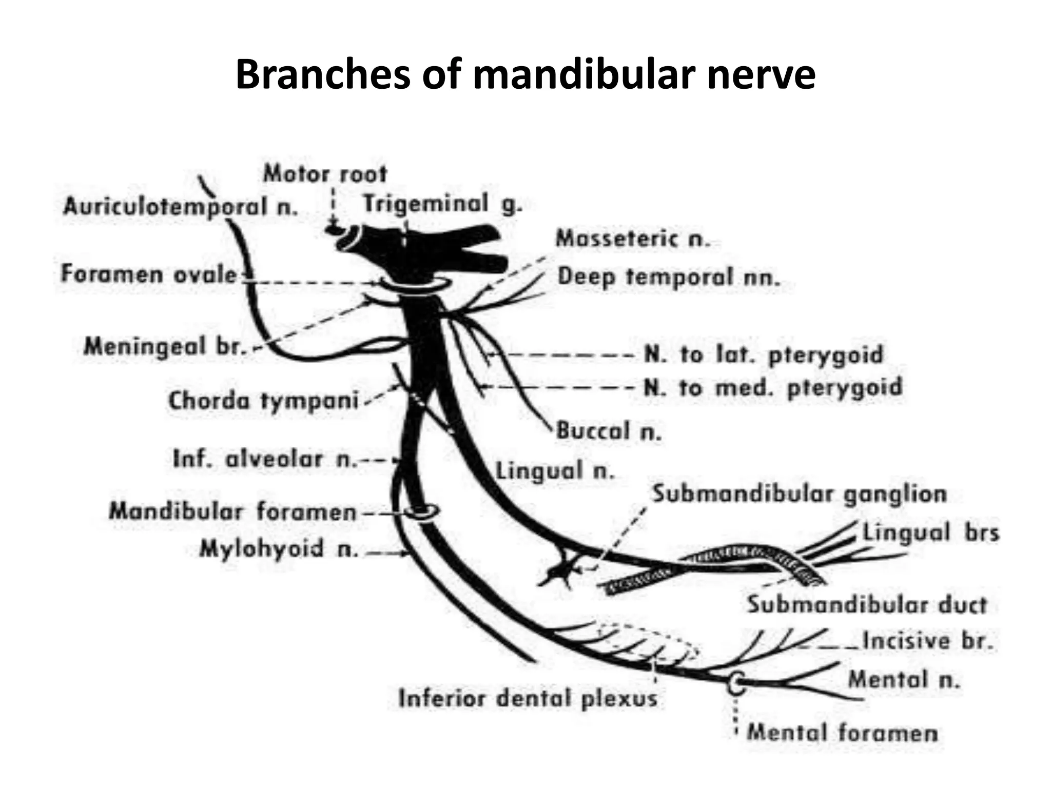 7-Maxillary mandibular nerves-Dr Walaa(1).pptx