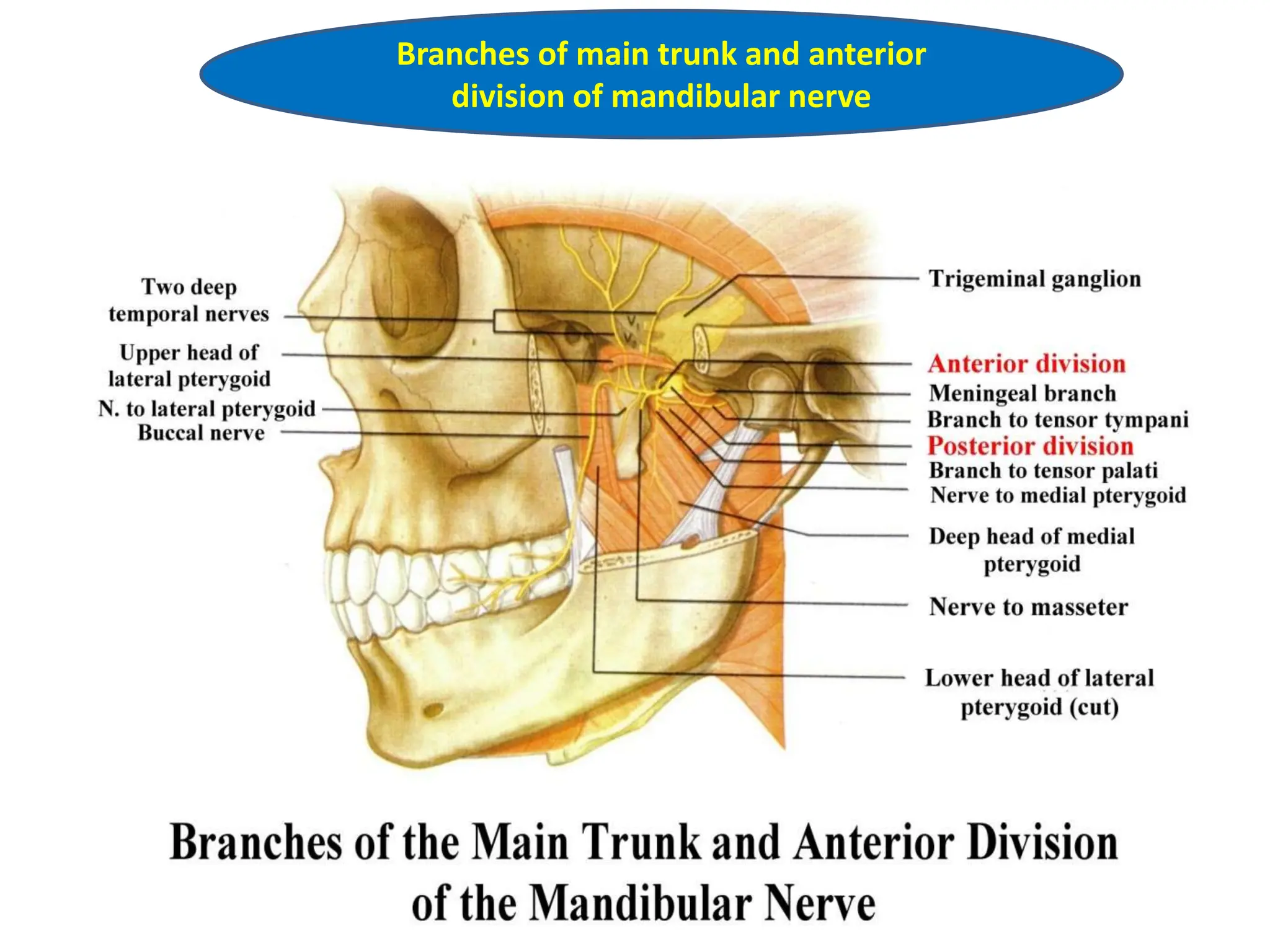 7-Maxillary mandibular nerves-Dr Walaa(1).pptx