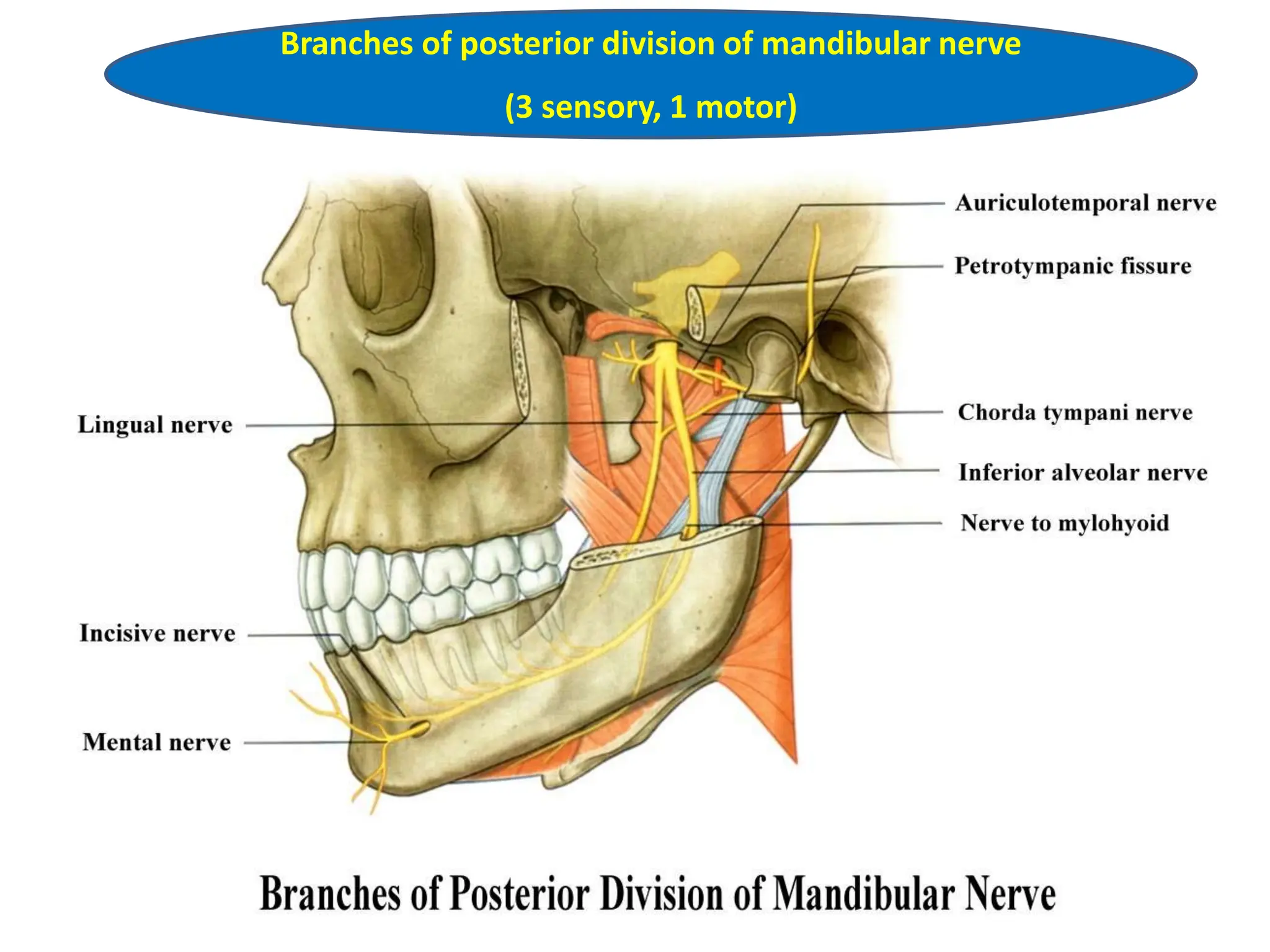 7-Maxillary mandibular nerves-Dr Walaa(1).pptx