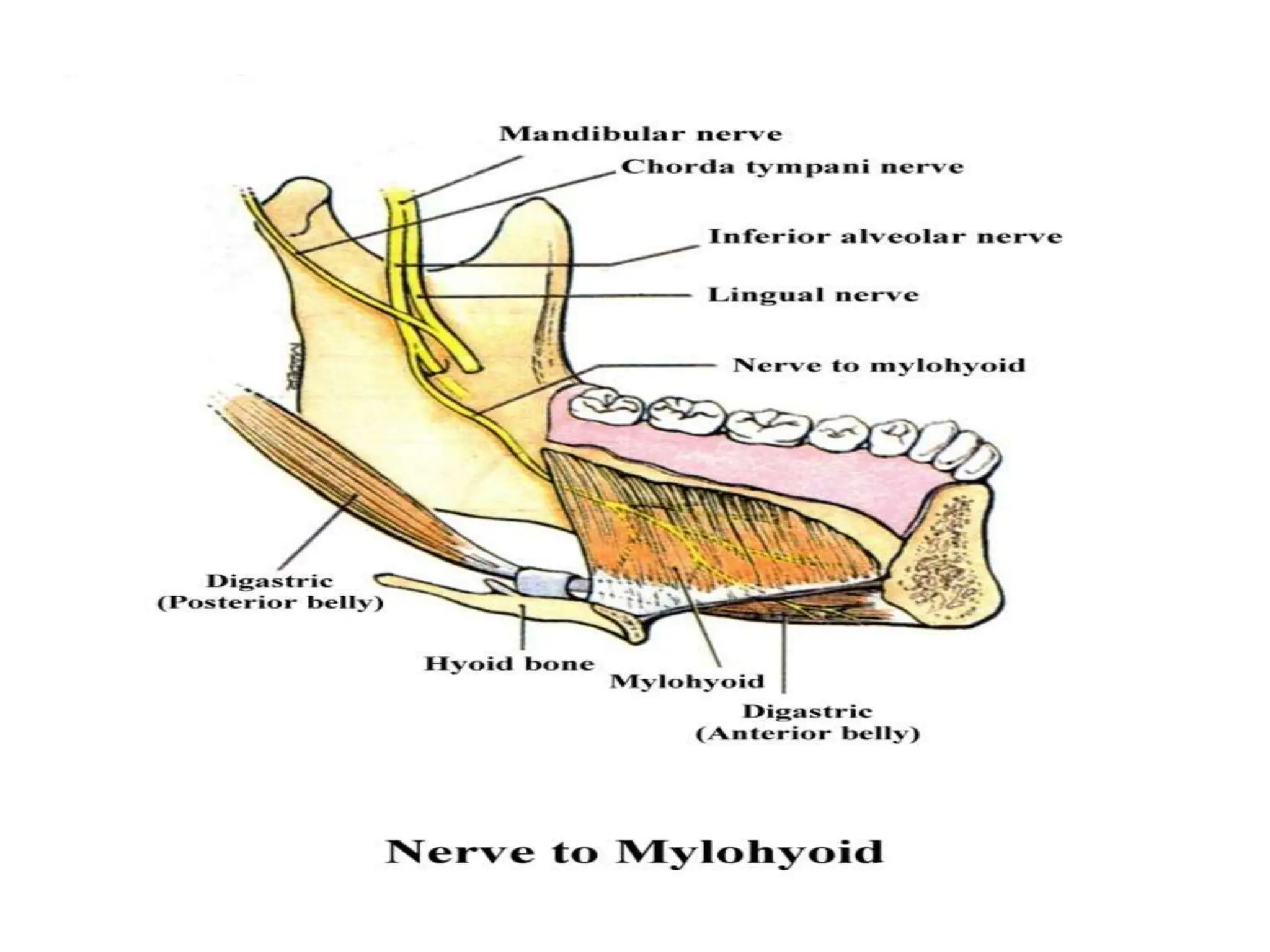 7-Maxillary mandibular nerves-Dr Walaa(1).pptx