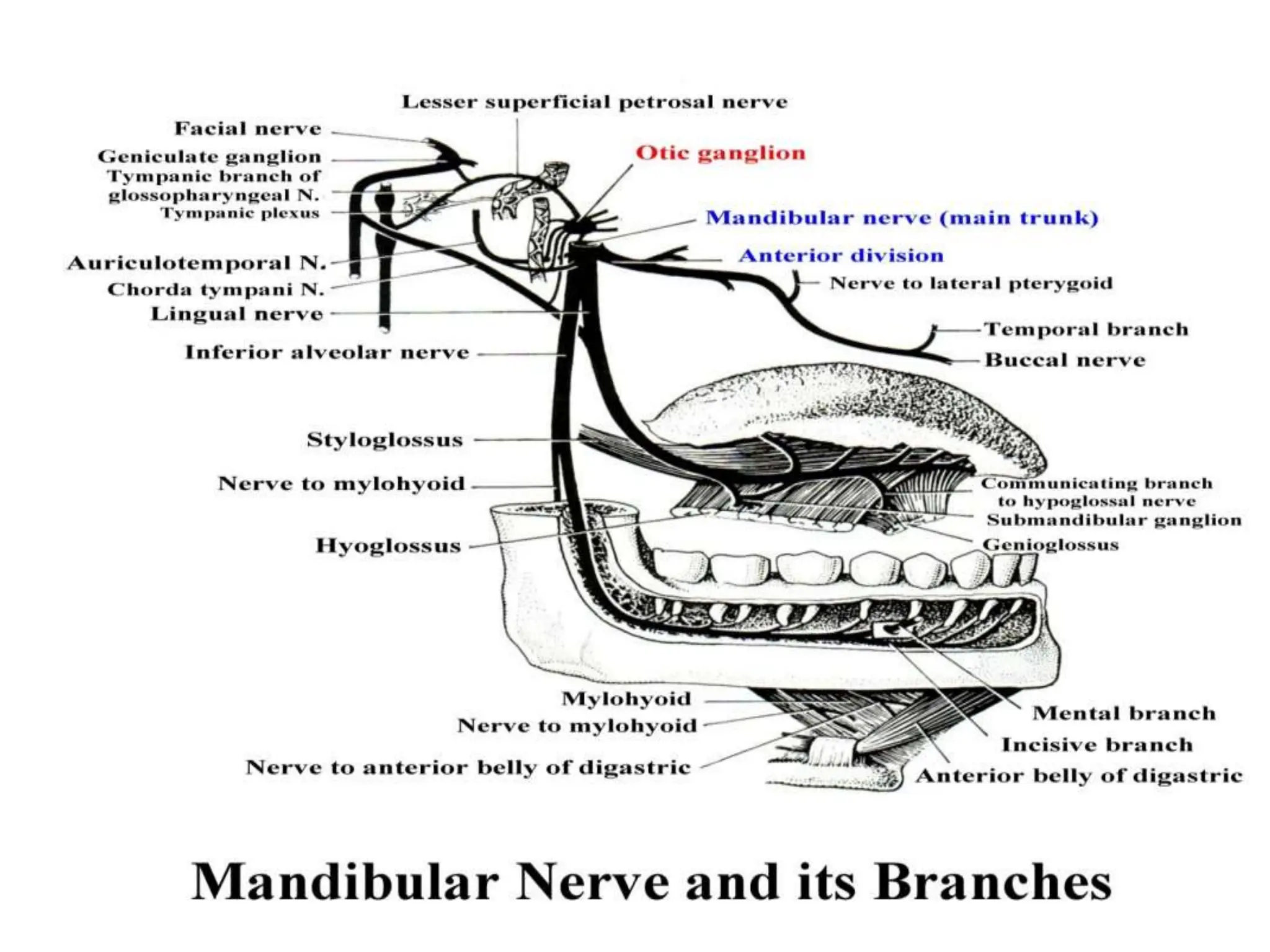 7-Maxillary mandibular nerves-Dr Walaa(1).pptx