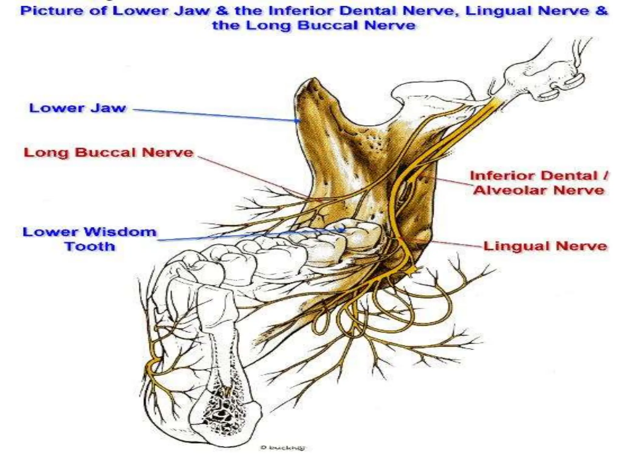 7-Maxillary mandibular nerves-Dr Walaa(1).pptx