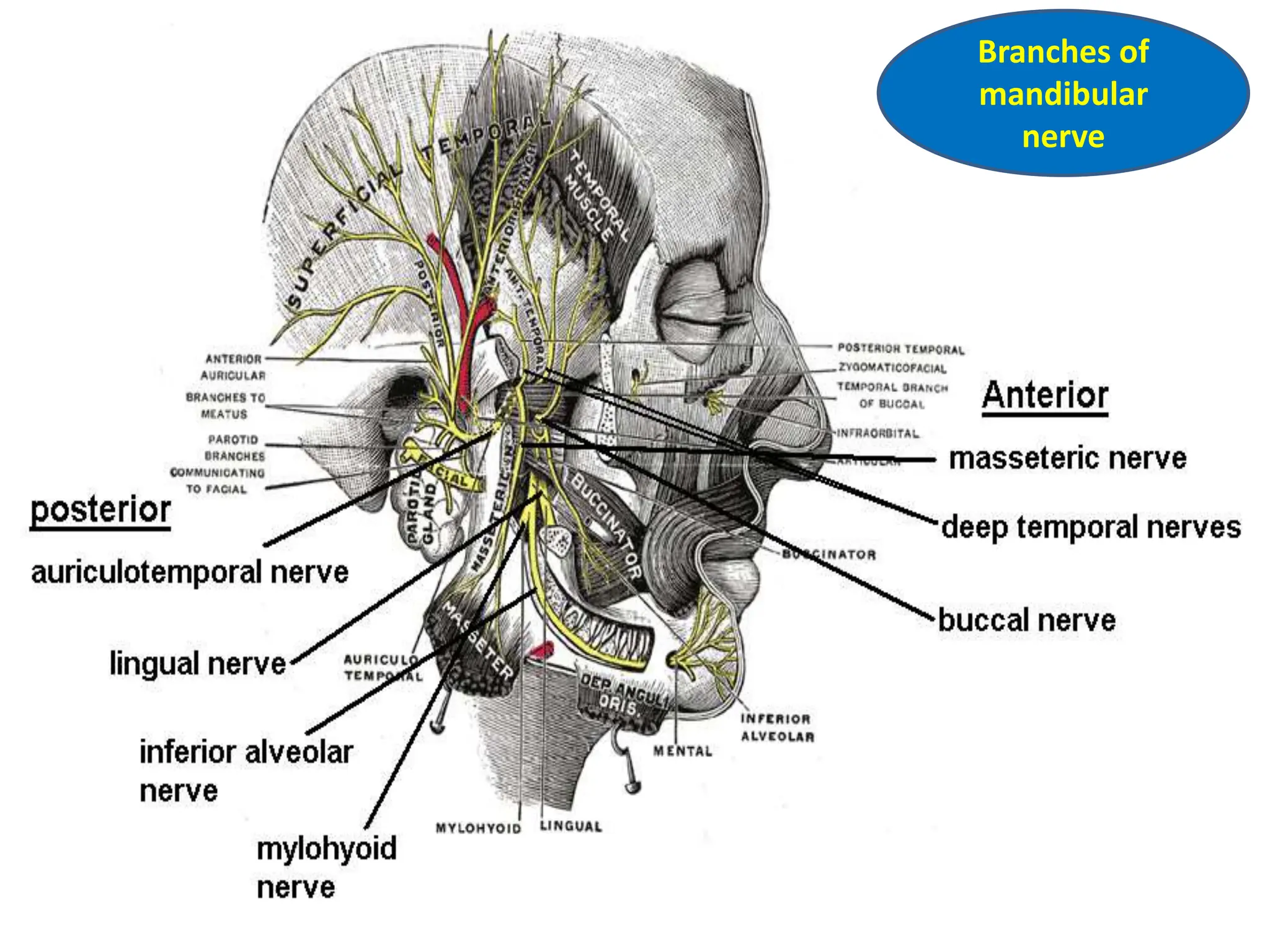 7-Maxillary mandibular nerves-Dr Walaa(1).pptx
