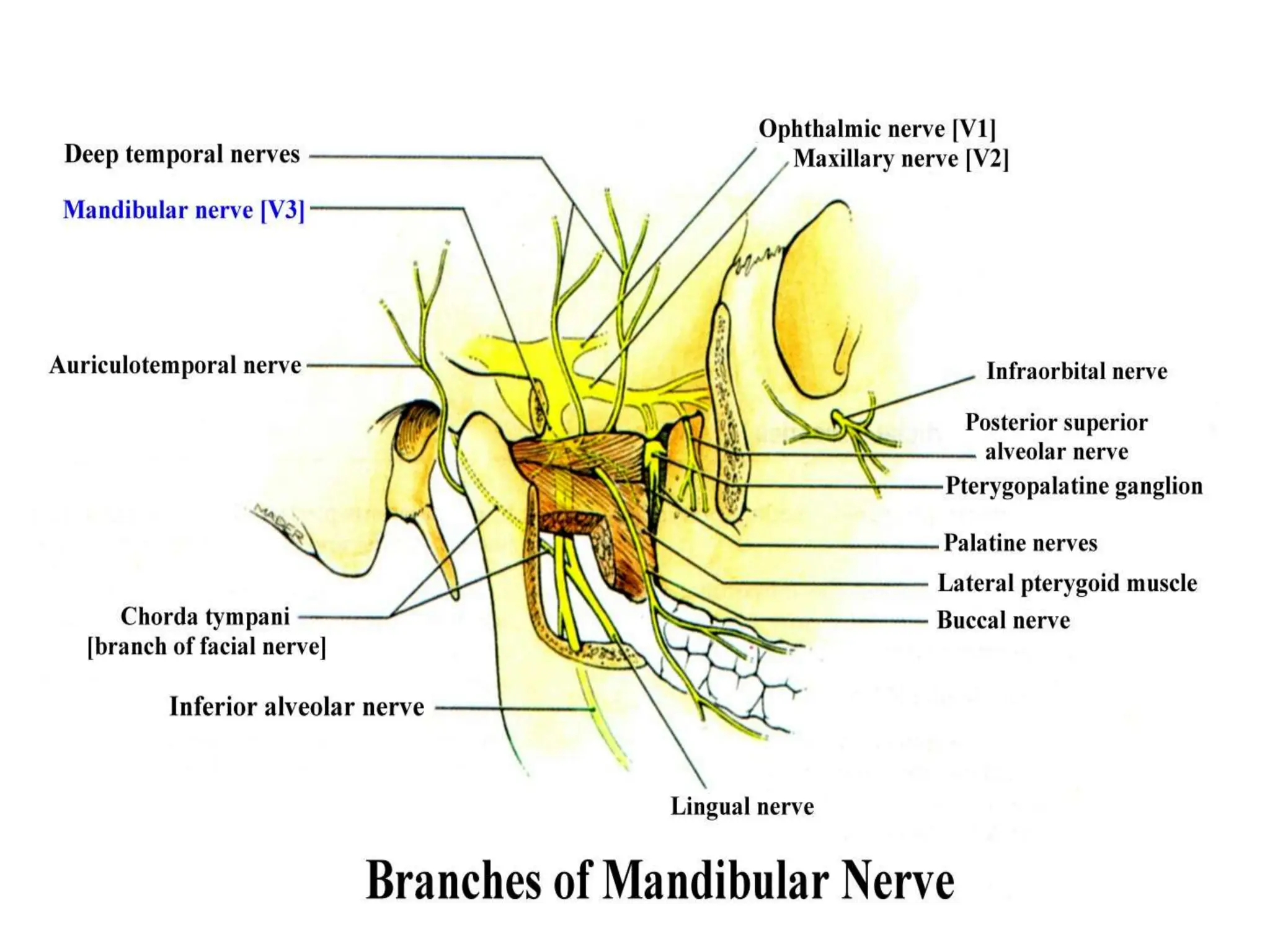 7-Maxillary mandibular nerves-Dr Walaa(1).pptx