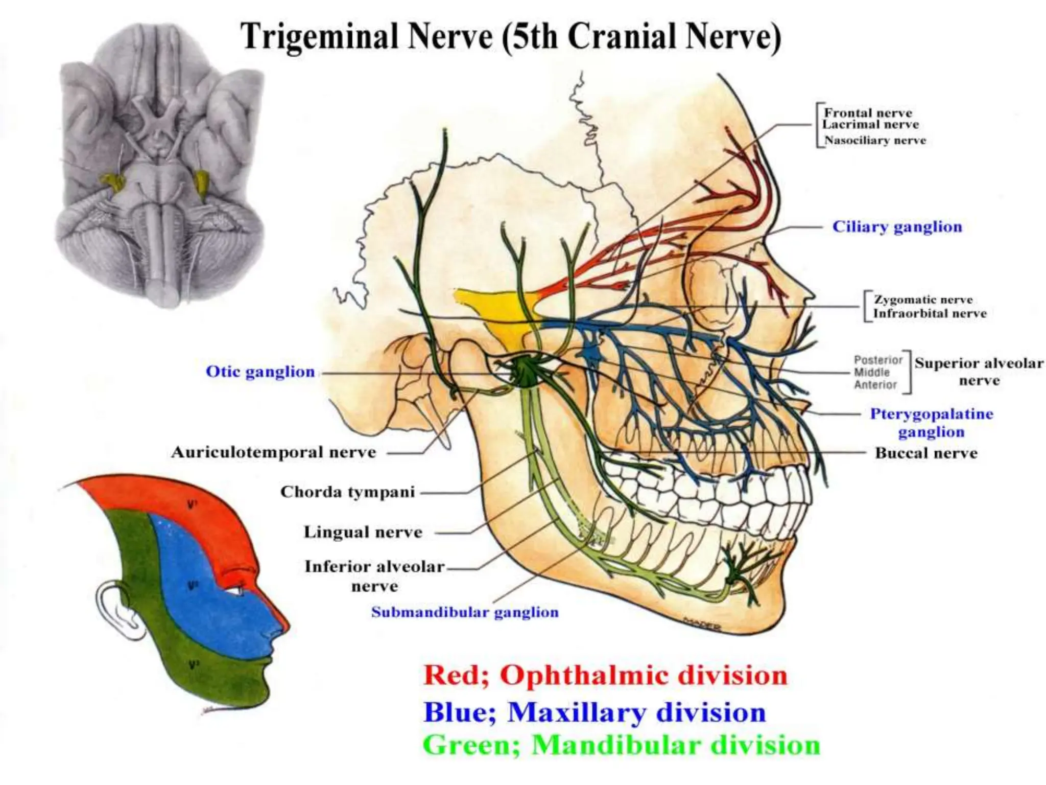 7-Maxillary mandibular nerves-Dr Walaa(1).pptx