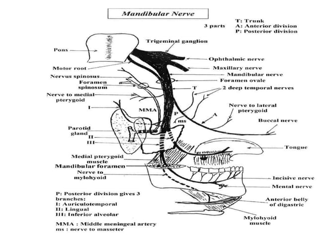 7-Maxillary mandibular nerves-Dr Walaa(1).pptx