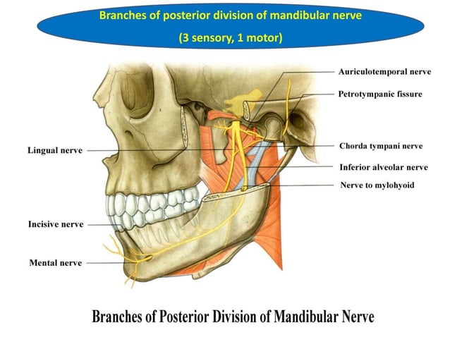 7-Maxillary mandibular nerves-Dr Walaa(1).pptx