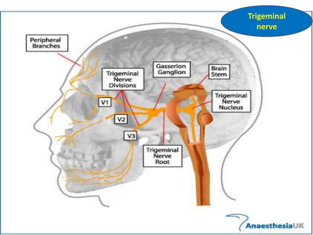 7-Maxillary mandibular nerves-Dr Walaa(1).pptx