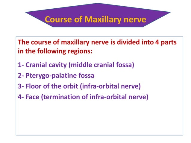 7-Maxillary mandibular nerves-Dr Walaa(1).pptx