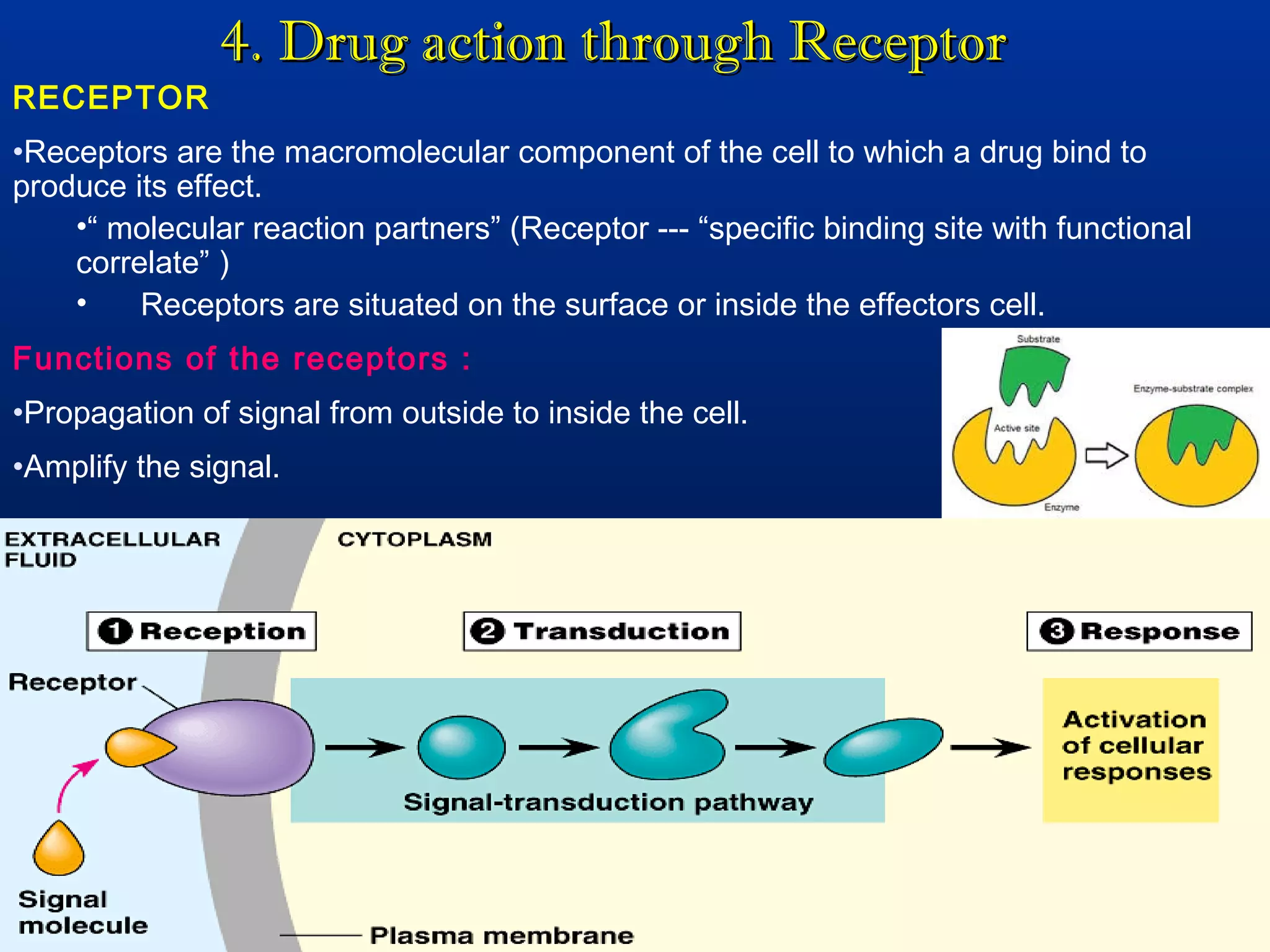 mechanism of drug action | PPT