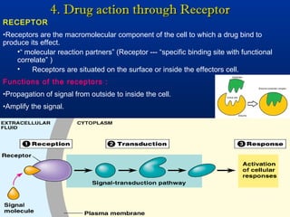 mechanism of drug action | PPT