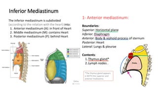 7-Mediastinum -1.pdrhhbbbnhgbnjkkjkjjjjjkjjjj | PDF