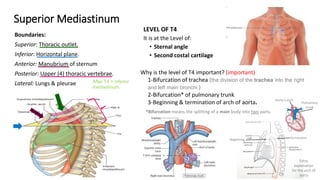 7-Mediastinum -1.pdrhhbbbnhgbnjkkjkjjjjjkjjjj | PPT