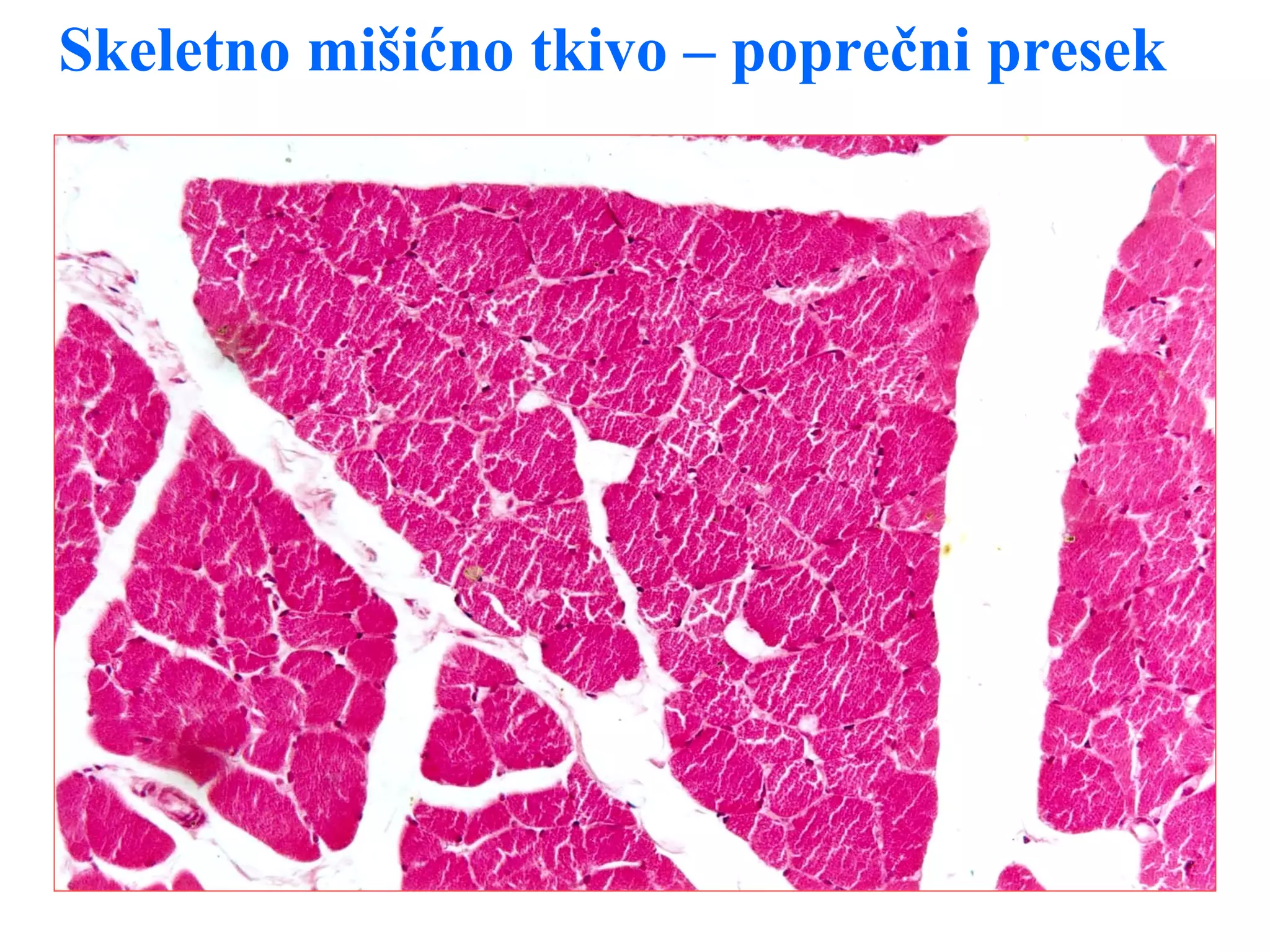 7 misicna tkiva i krv | PPT