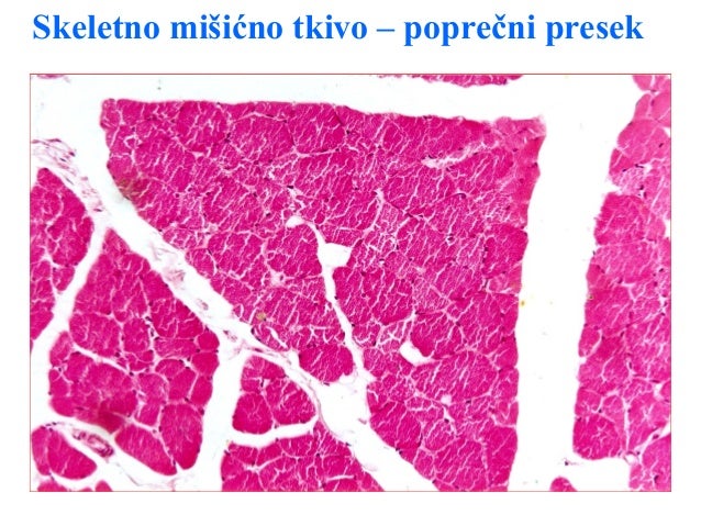 7 misicna tkiva i krv