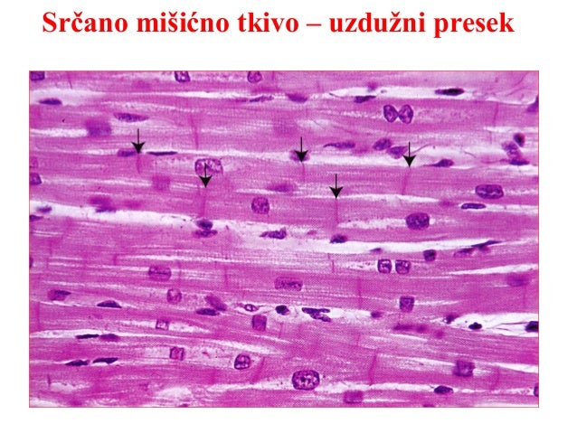 7 misicna tkiva i krv
