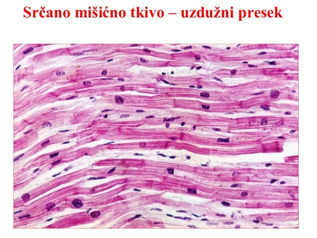 7 misicna tkiva i krv