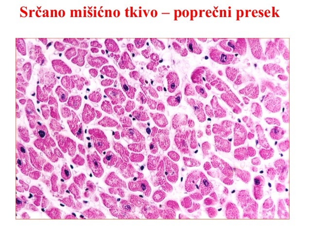 7 misicna tkiva i krv