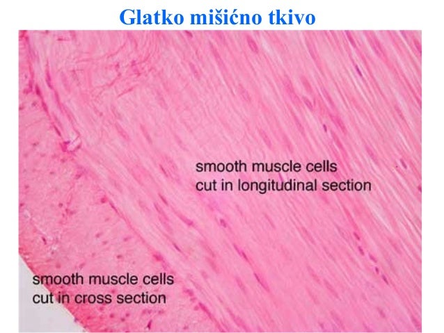 7 misicna tkiva i krv